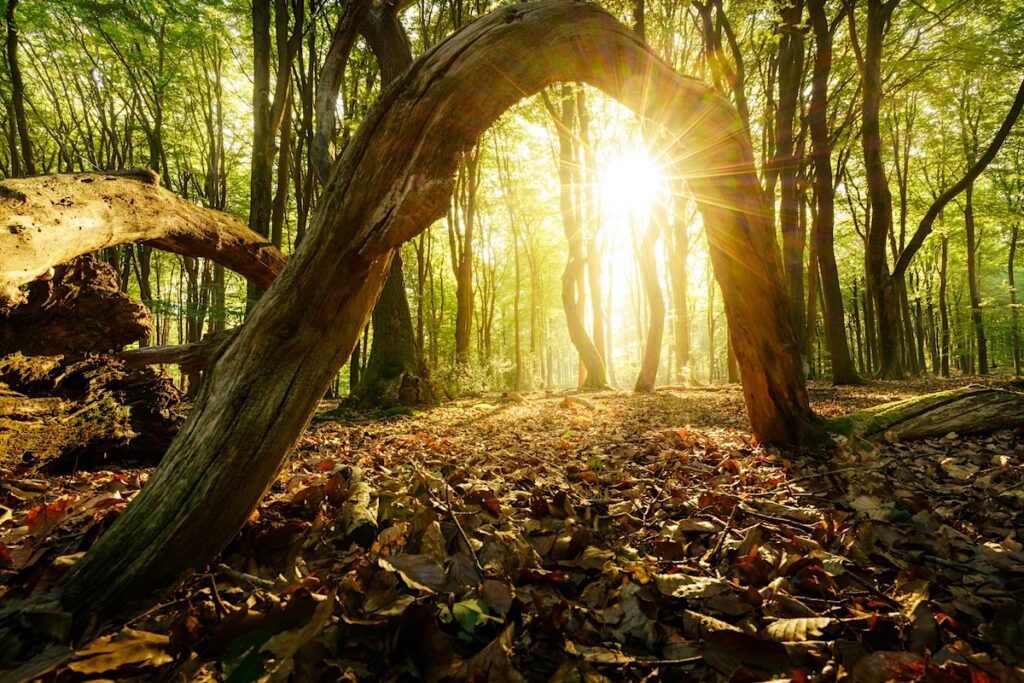 Short, free, interactive, lunchtime mentor CPD — Autumn 2025